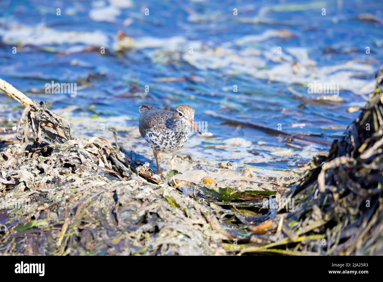 Spotted Sandpiper Breeding Plumage Stock Photo - Alamy