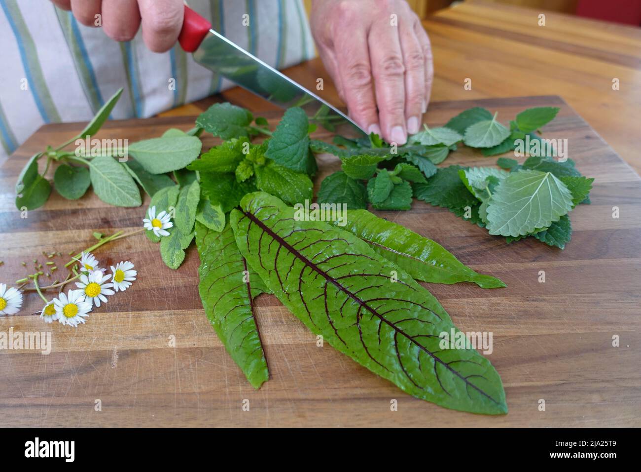 Southern German cuisine, herbs on chopping board, common daisy (Bellis ...