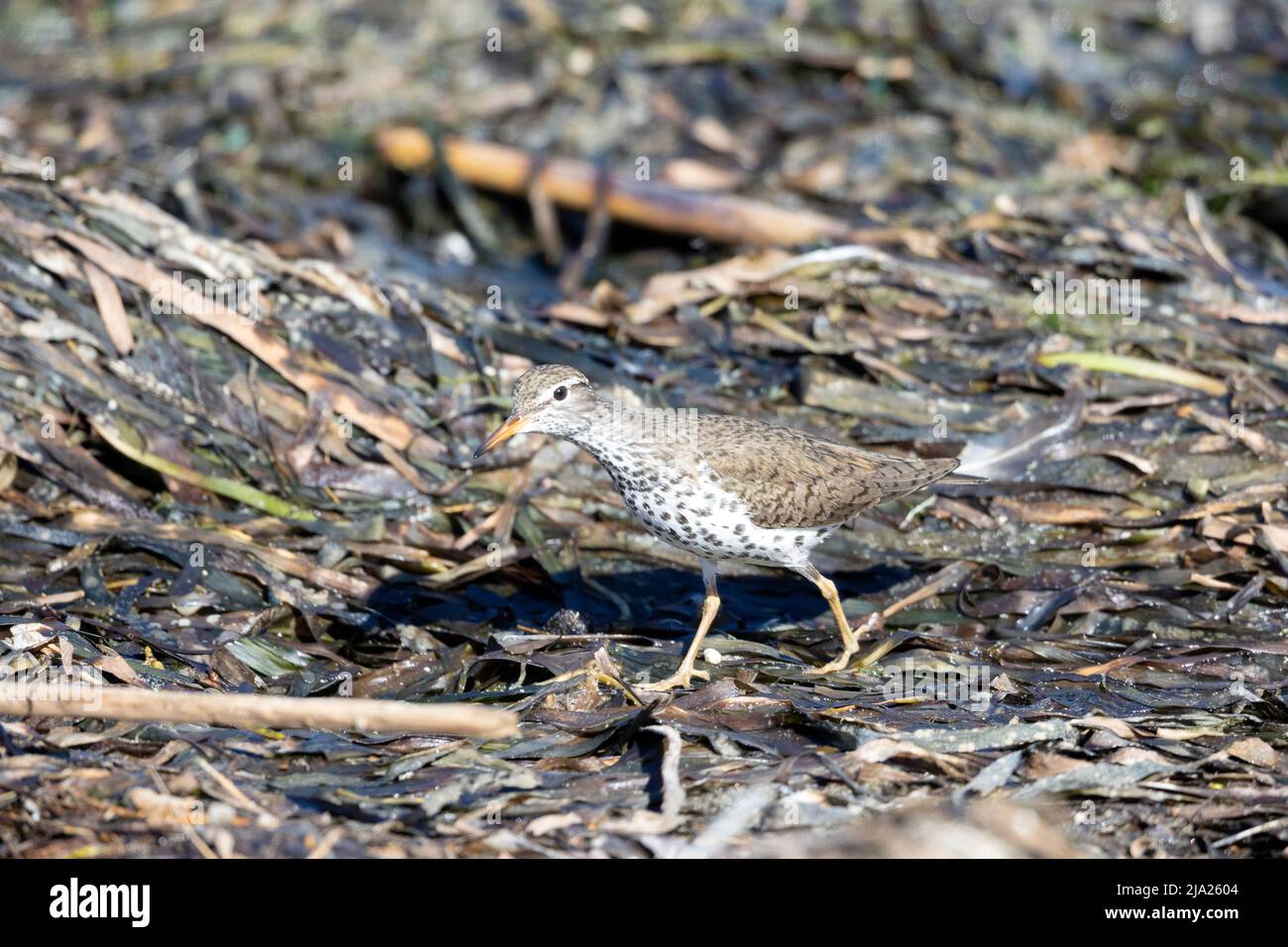 Spotted Sandpiper Breeding Plumage Stock Photo - Alamy