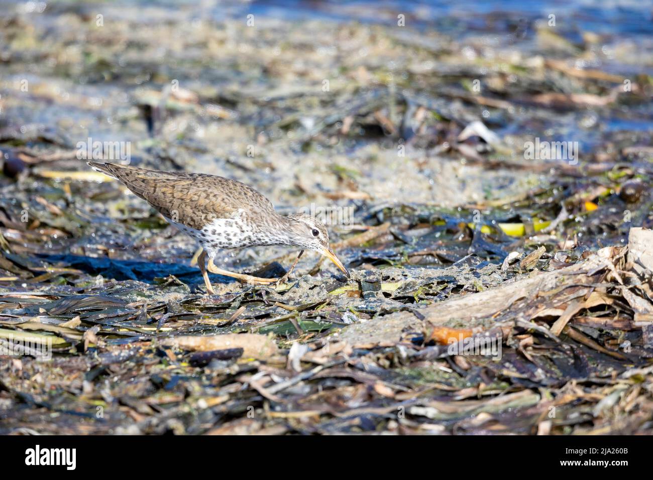 Spotted sandpiper in breeding hi-res stock photography and images - Alamy