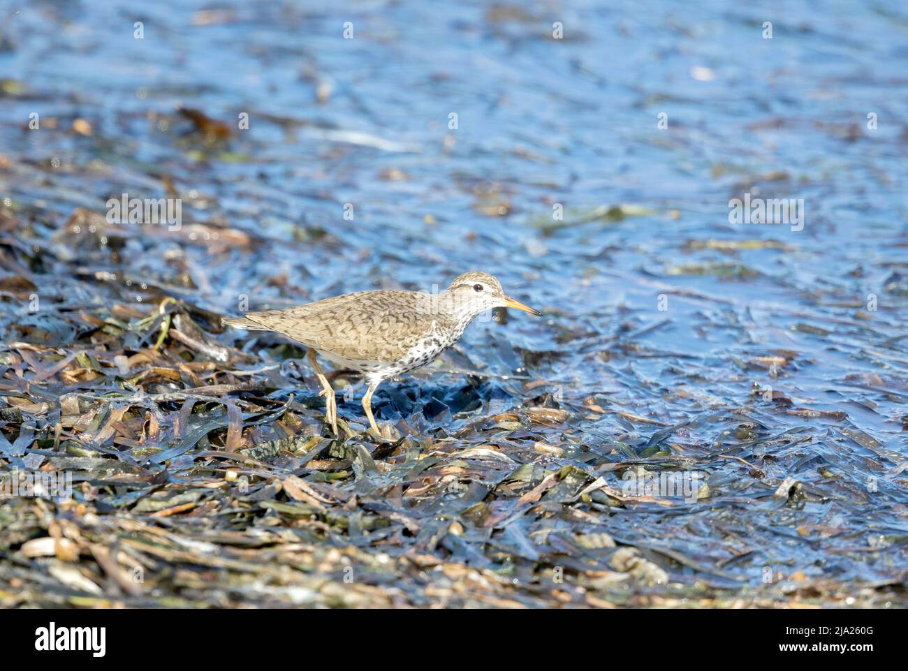 Spotted Sandpiper Breeding Plumage Stock Photo - Alamy