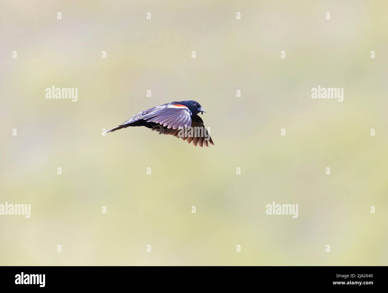 Blackbird in flight hi-res stock photography and images - Alamy