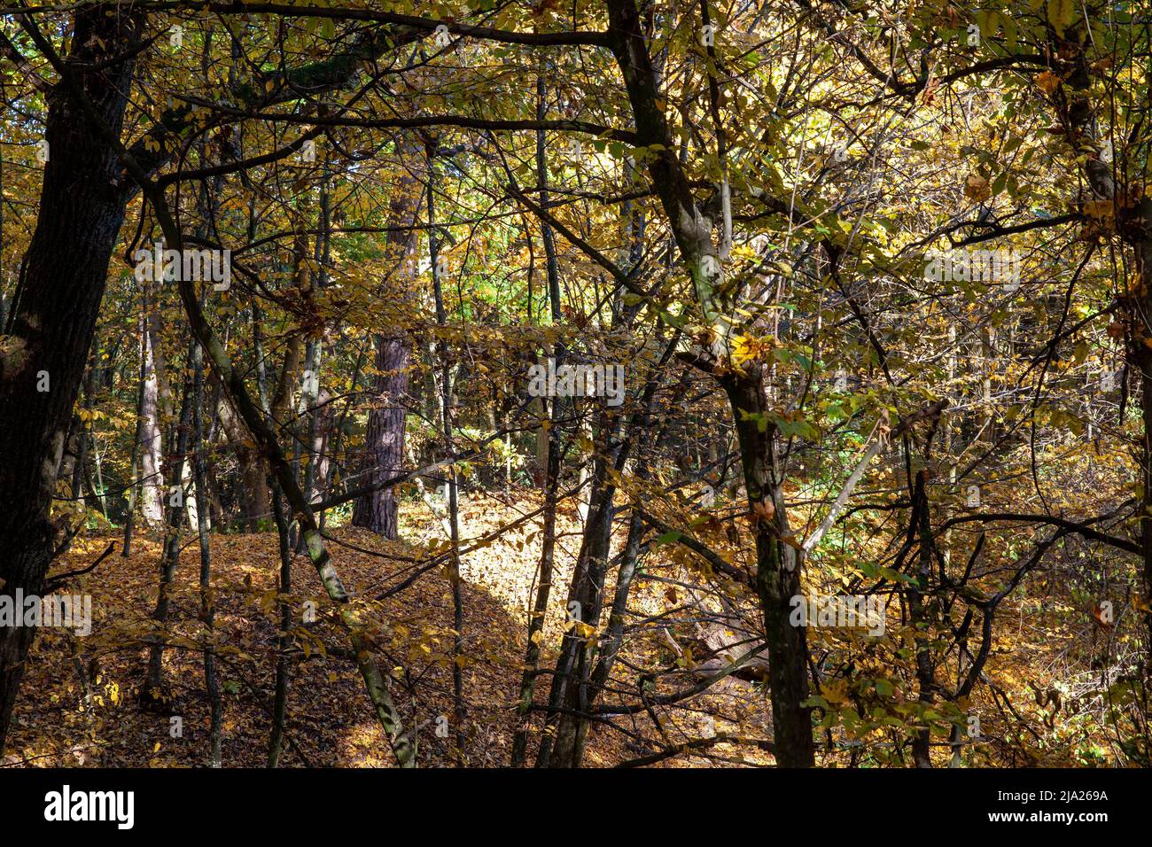 deciduous trees with colorful yellow orange foliage in the autumn ...