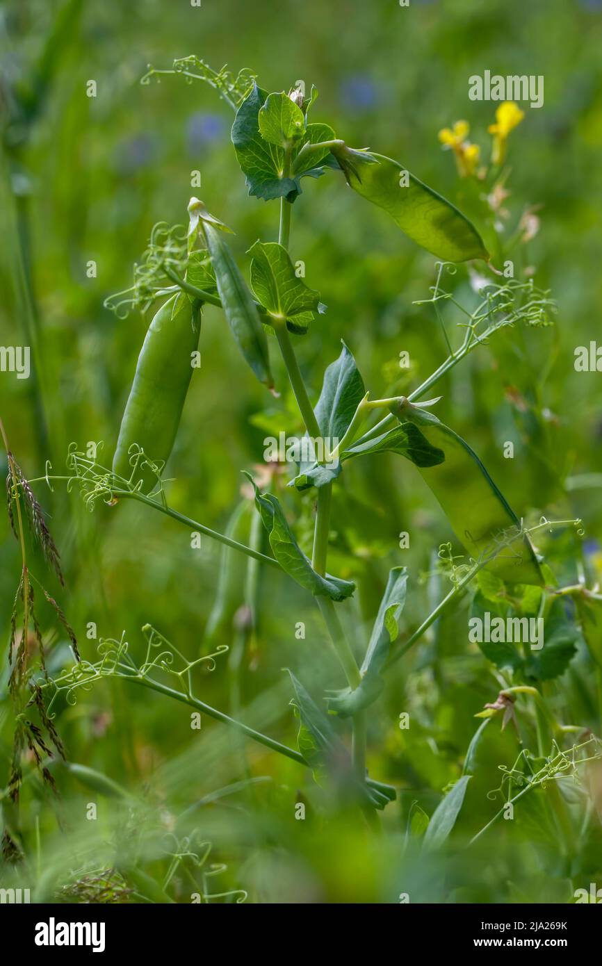agricultural field where green peas are grown, industrial cultivation ...