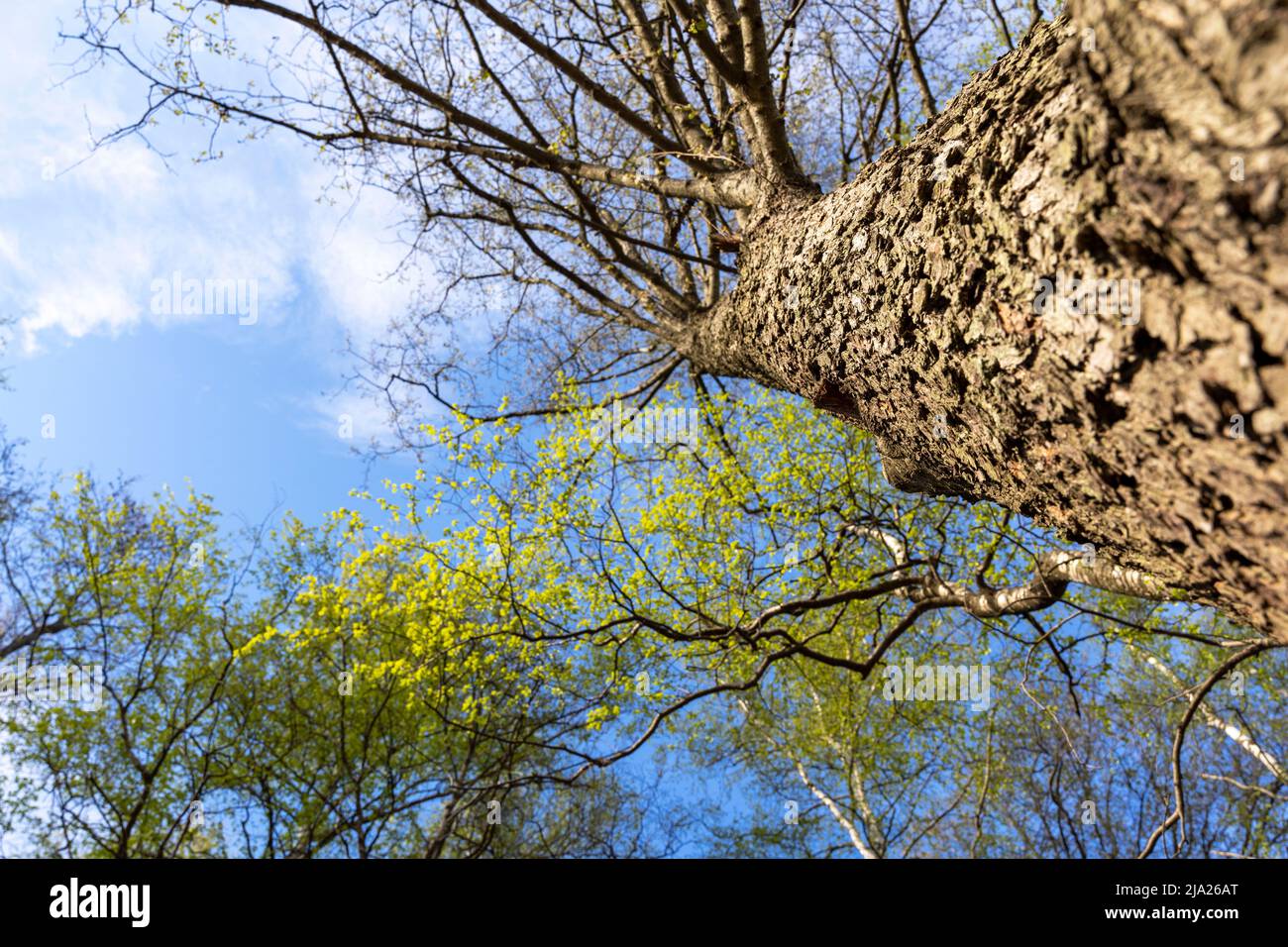 Tall huge stem hi-res stock photography and images - Alamy