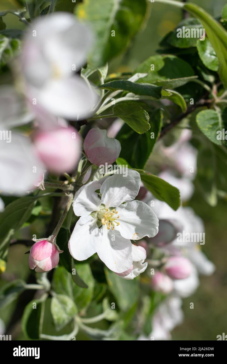 Flowering blossomed apple tree in nature. Selective focus. Vertical ...