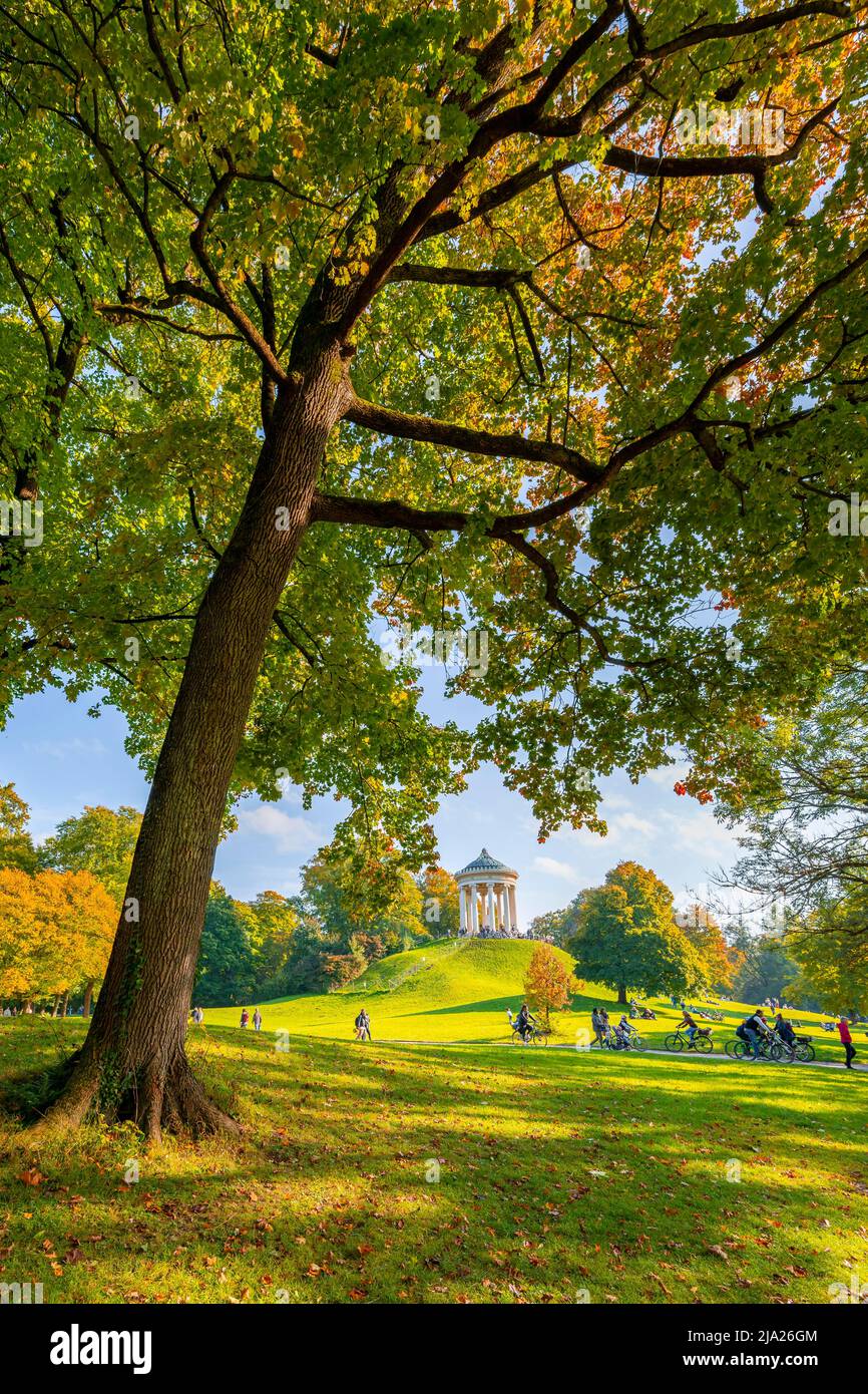 Autumn trees with yellow foliage, Monopteros, English Garden, Munich ...