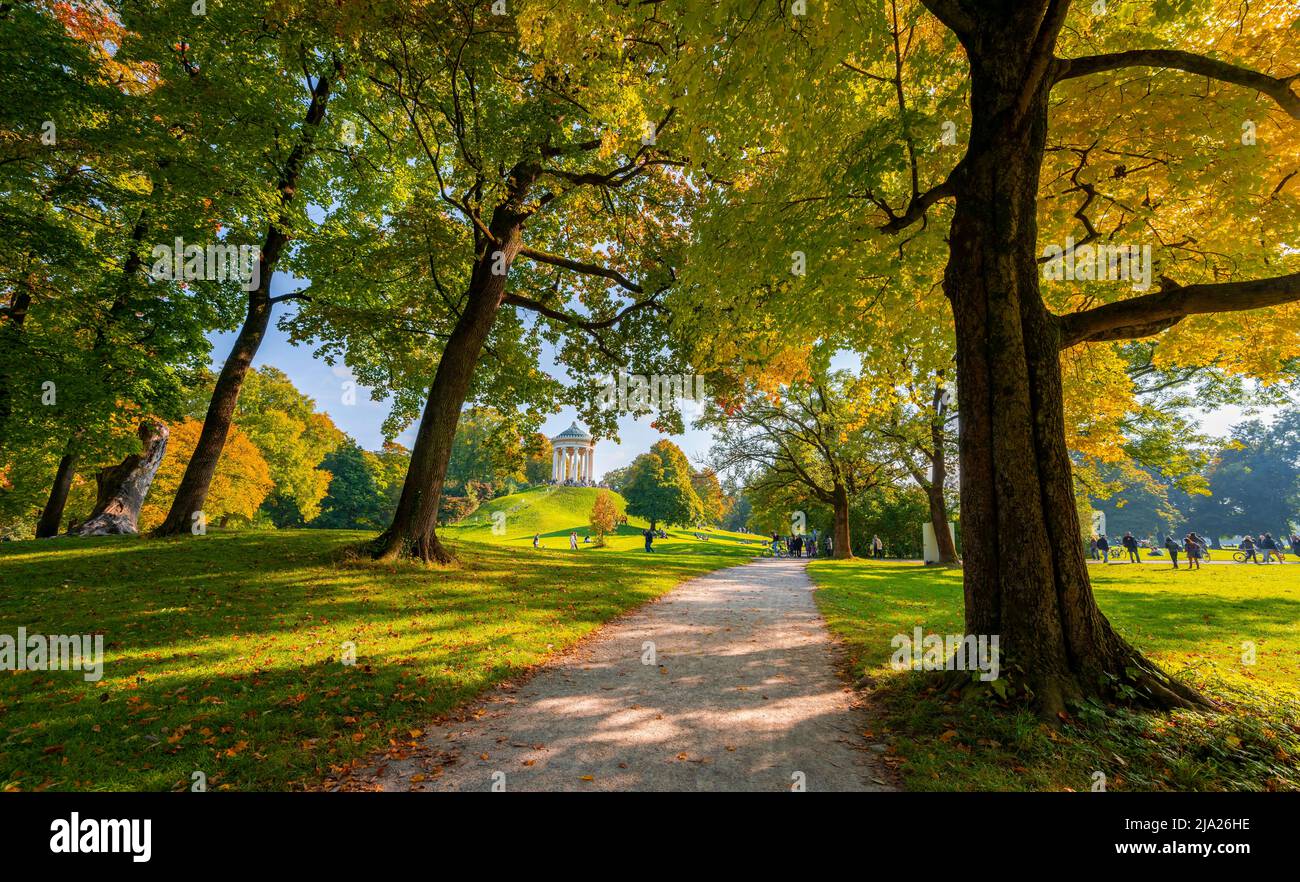 Autumn trees with yellow foliage, Monopteros, English Garden, Munich ...