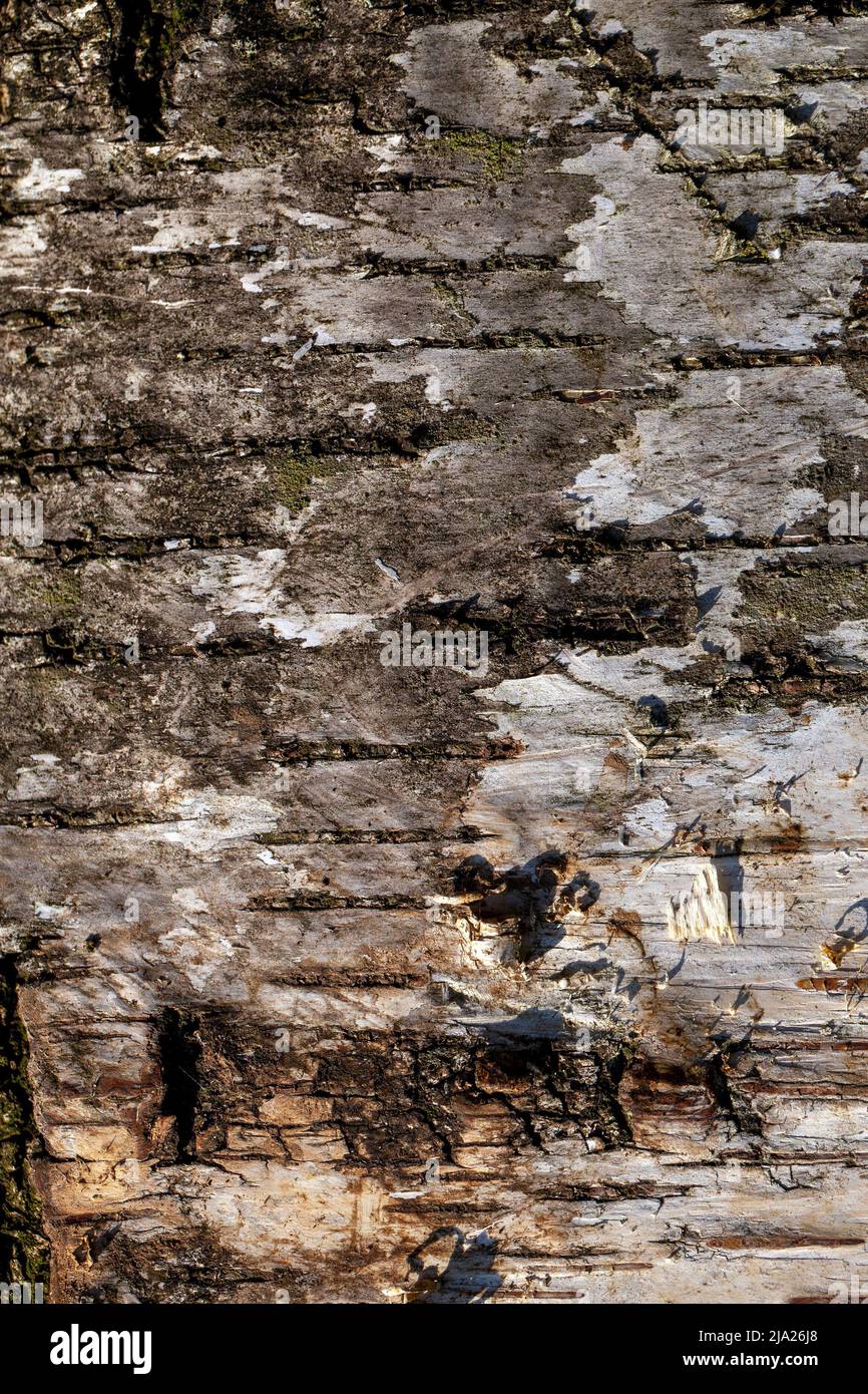 close-up of tree bark, structure and features of protective tree bark ...