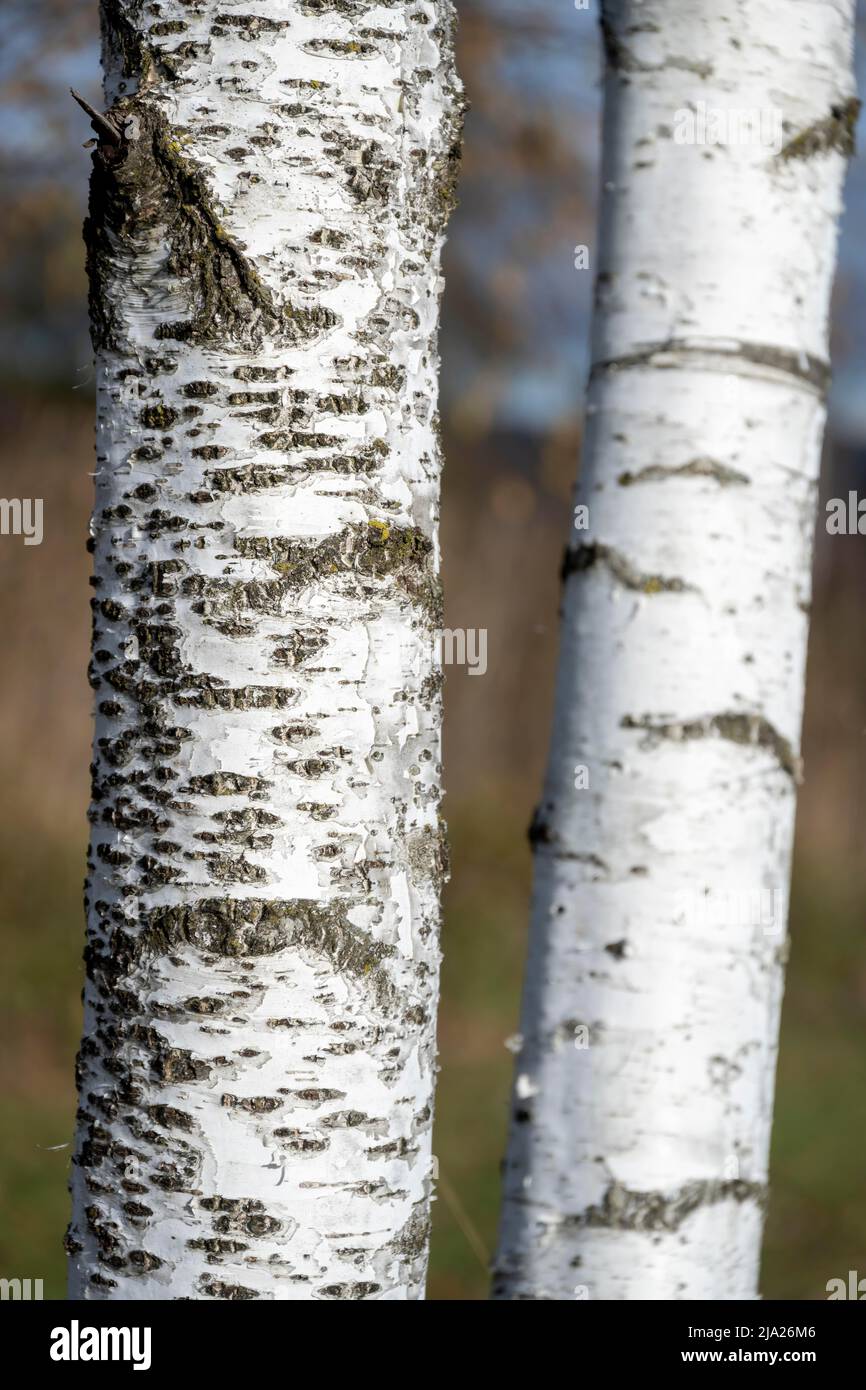 Black white birch trunk hi-res stock photography and images - Alamy