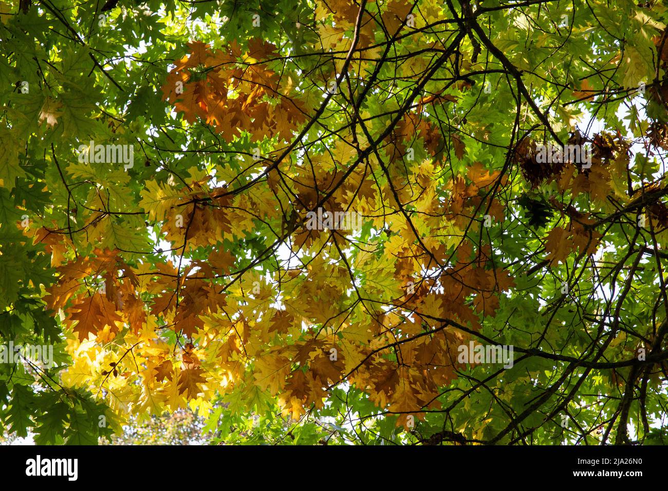 oak foliage turning yellow in autumn during leaf fall, oak tree with ...