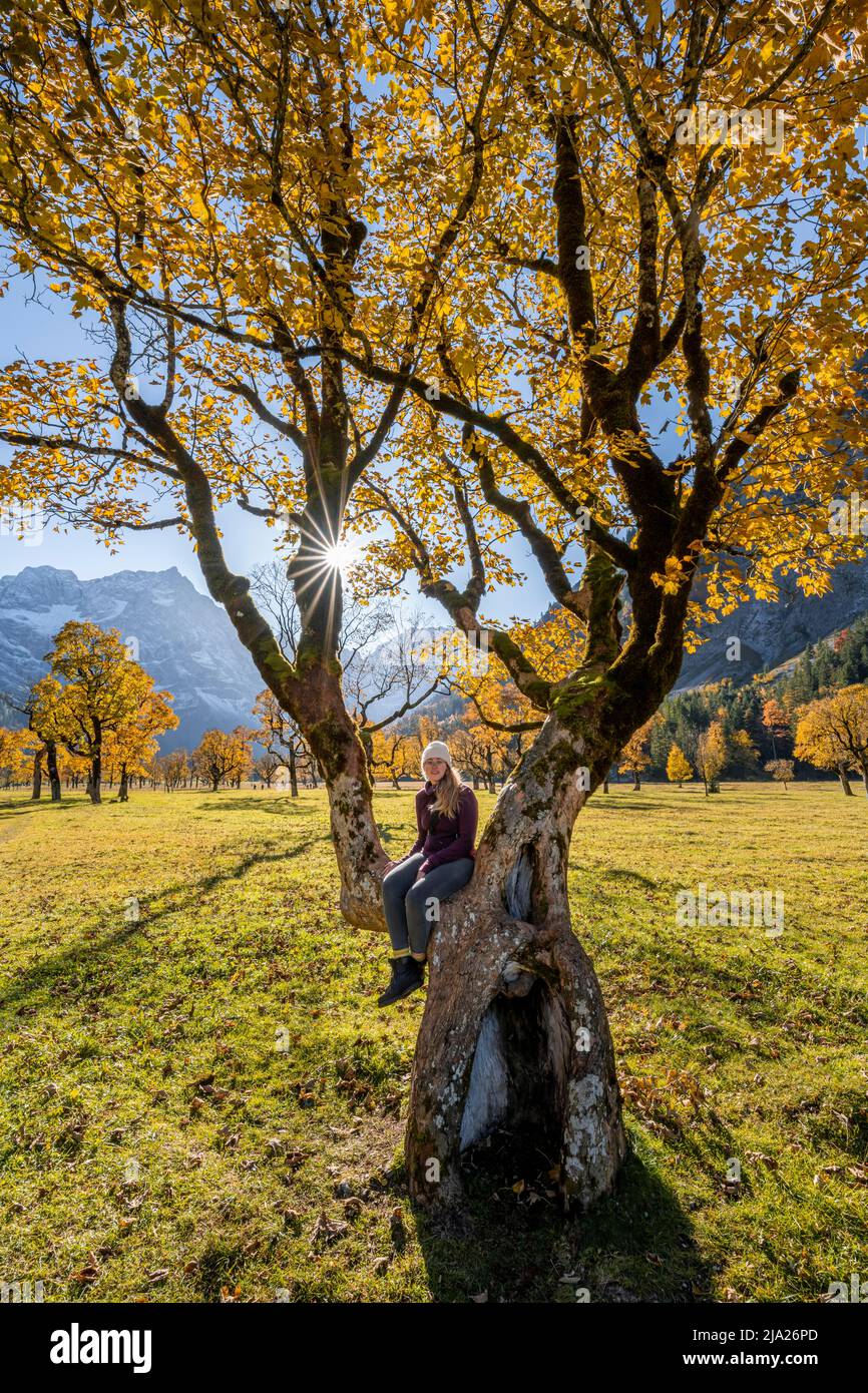 Sun star, Grosser Ahornboden in autumn, yellow sycamore maple, Risstal ...