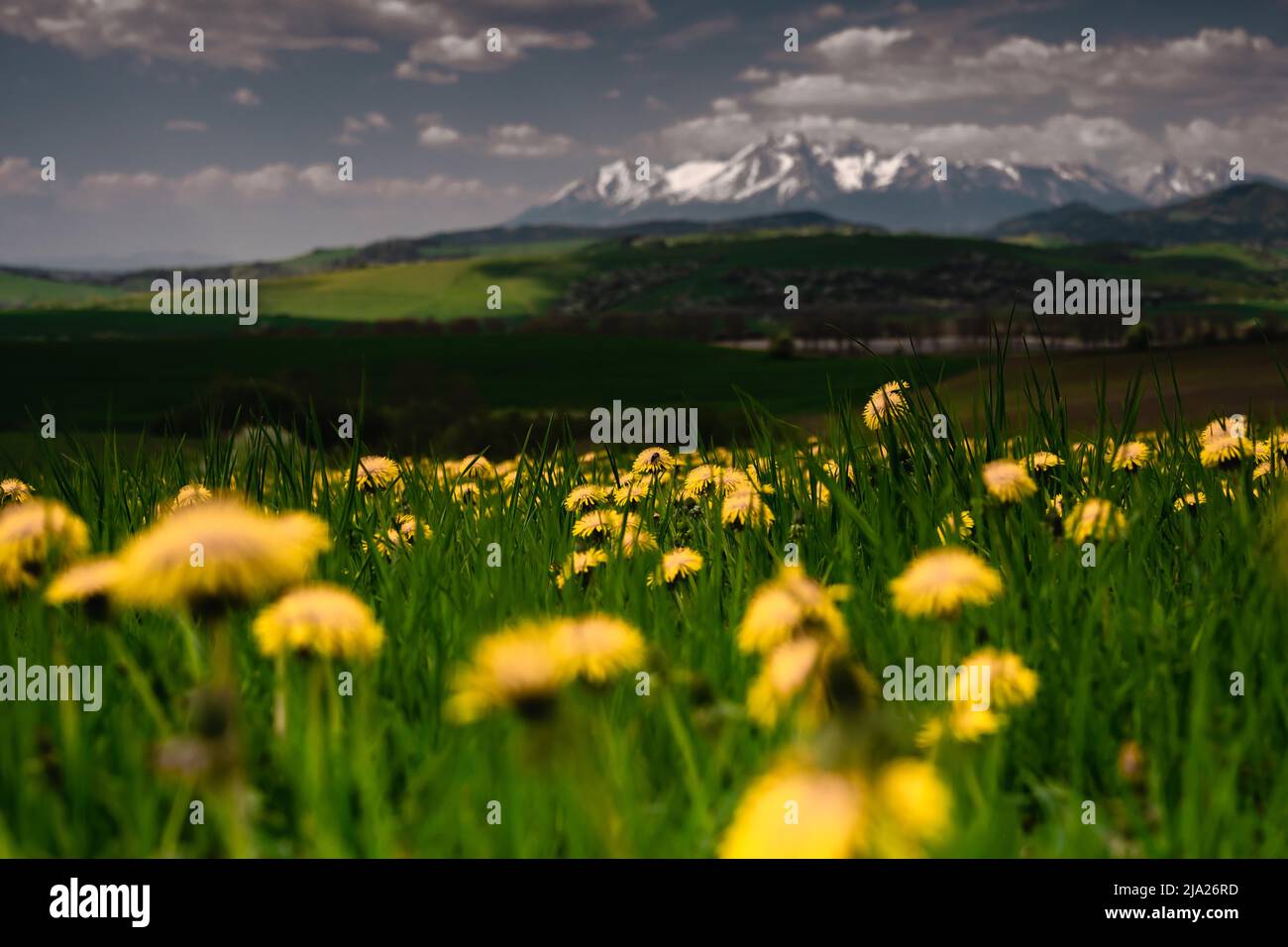 Meadow full of flowers, snowy mountain peaks, spring morning, selective ...