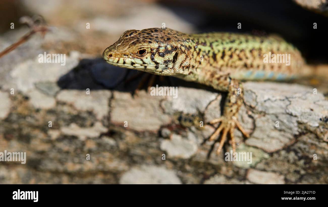 Macro photo, green lizard (lacerta) on stone, Korthi, stone bridge ...