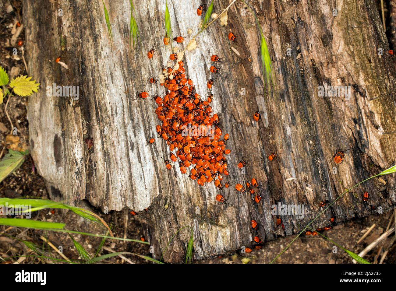 Young fire bugs (Pyrrhocoridae), on a dead tree trunk, Tegeler Forst ...