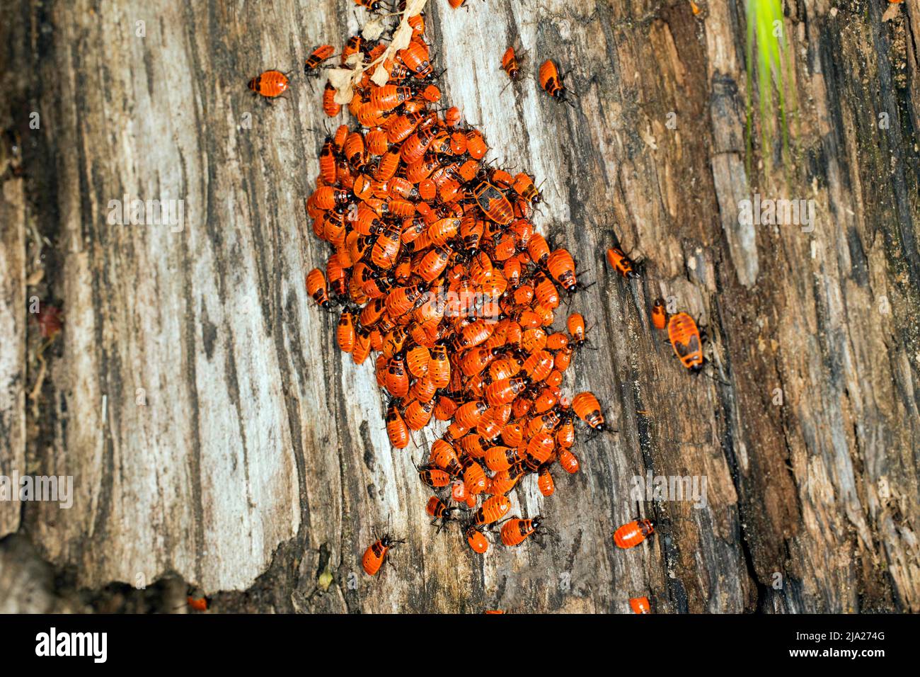 Young fire bugs (Pyrrhocoridae), on a dead tree trunk, Tegeler Forst ...