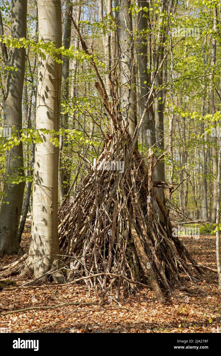 Tipi in the forest, shelter made of branches and twigs, forest ...