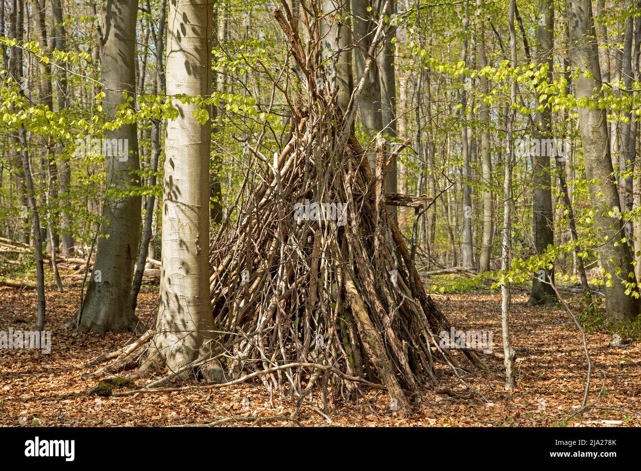 Tipi in the forest, shelter made of branches and twigs, forest ...
