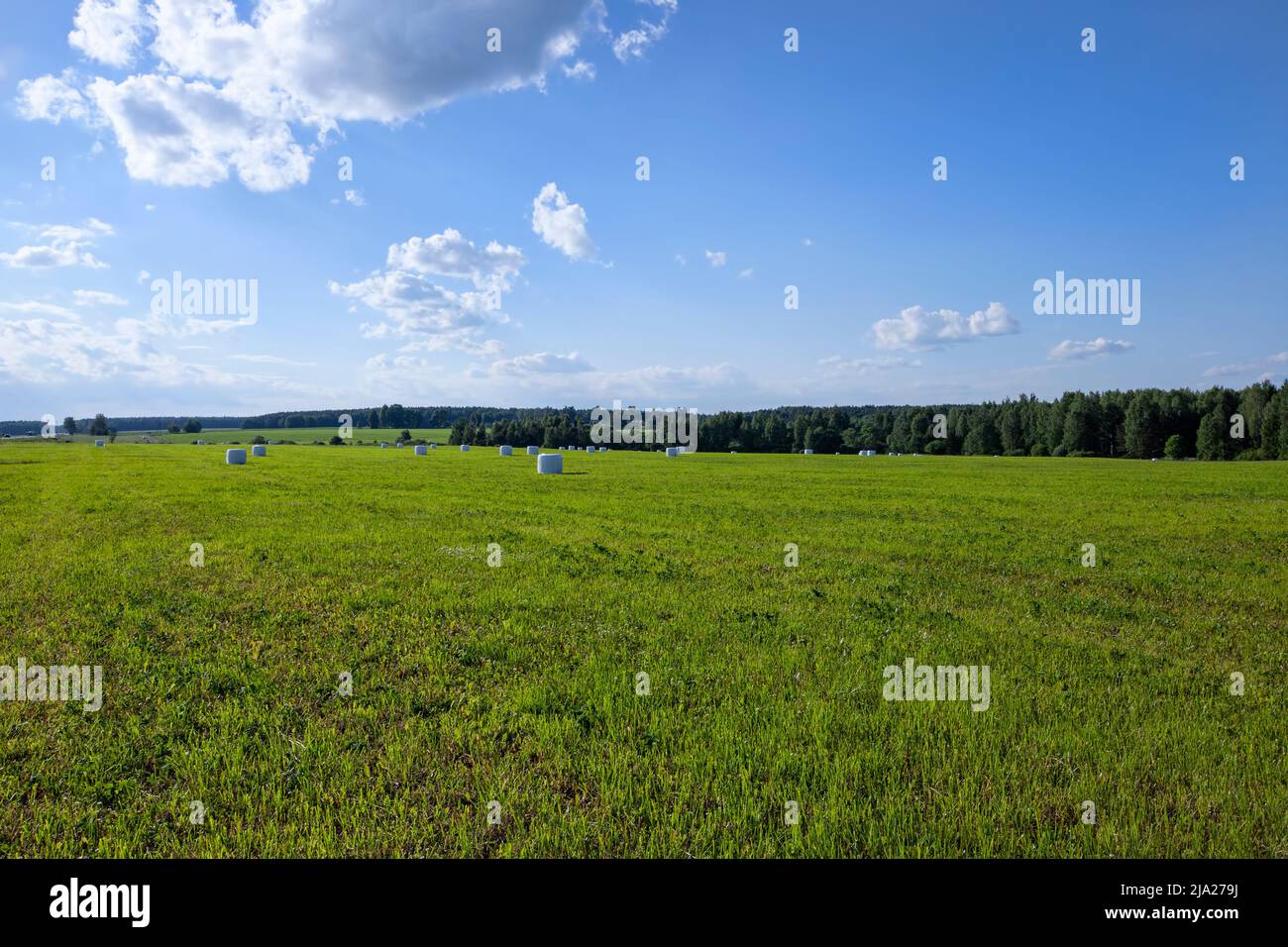 a green grass rack packed in packaging during the preparation of animal ...