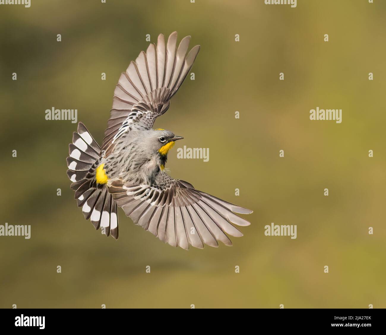 Yellow warbler in flight hi-res stock photography and images - Alamy
