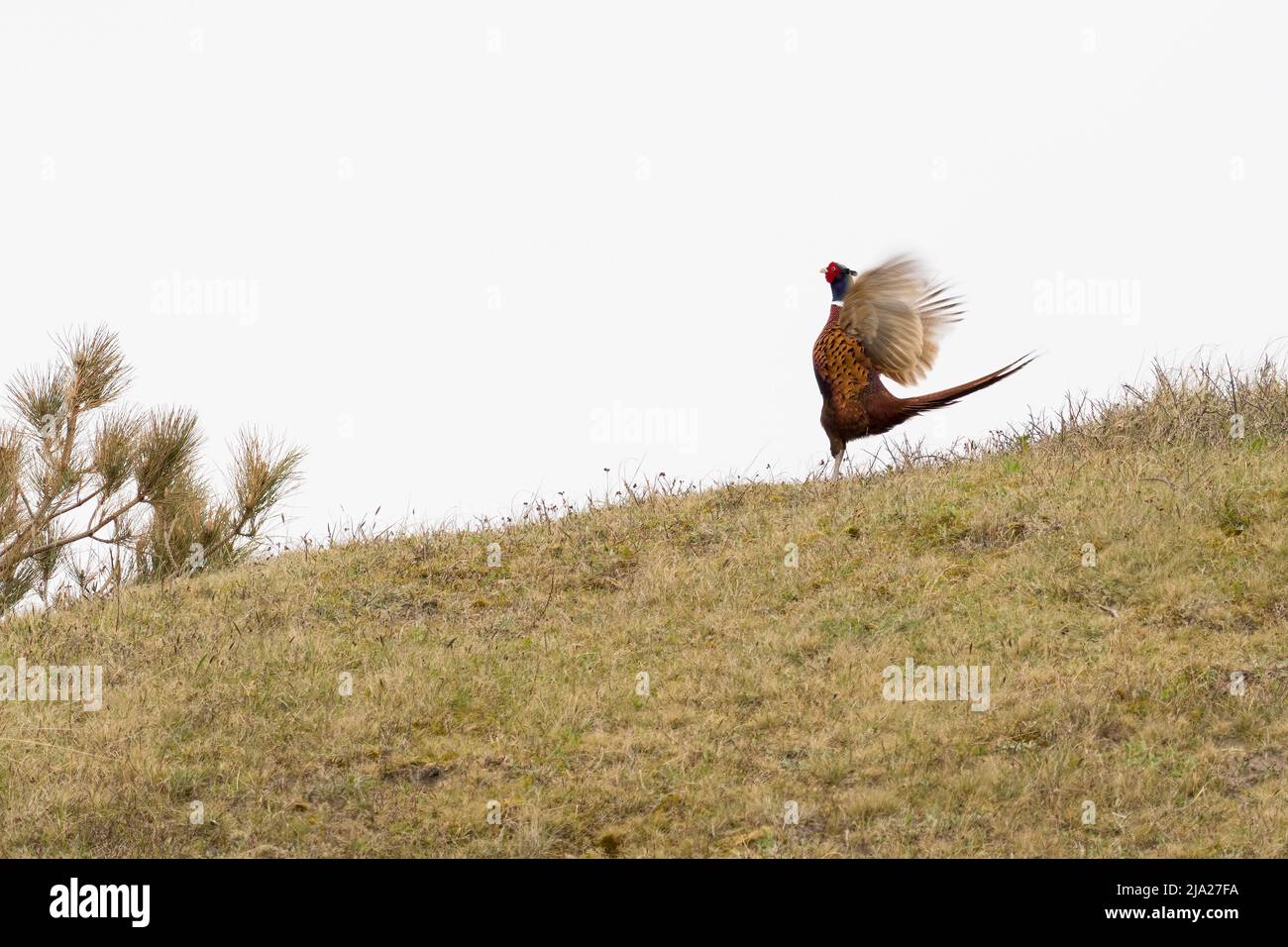 Pheasant (Phasianus colchicus) flaps its wings during a flutter jump ...