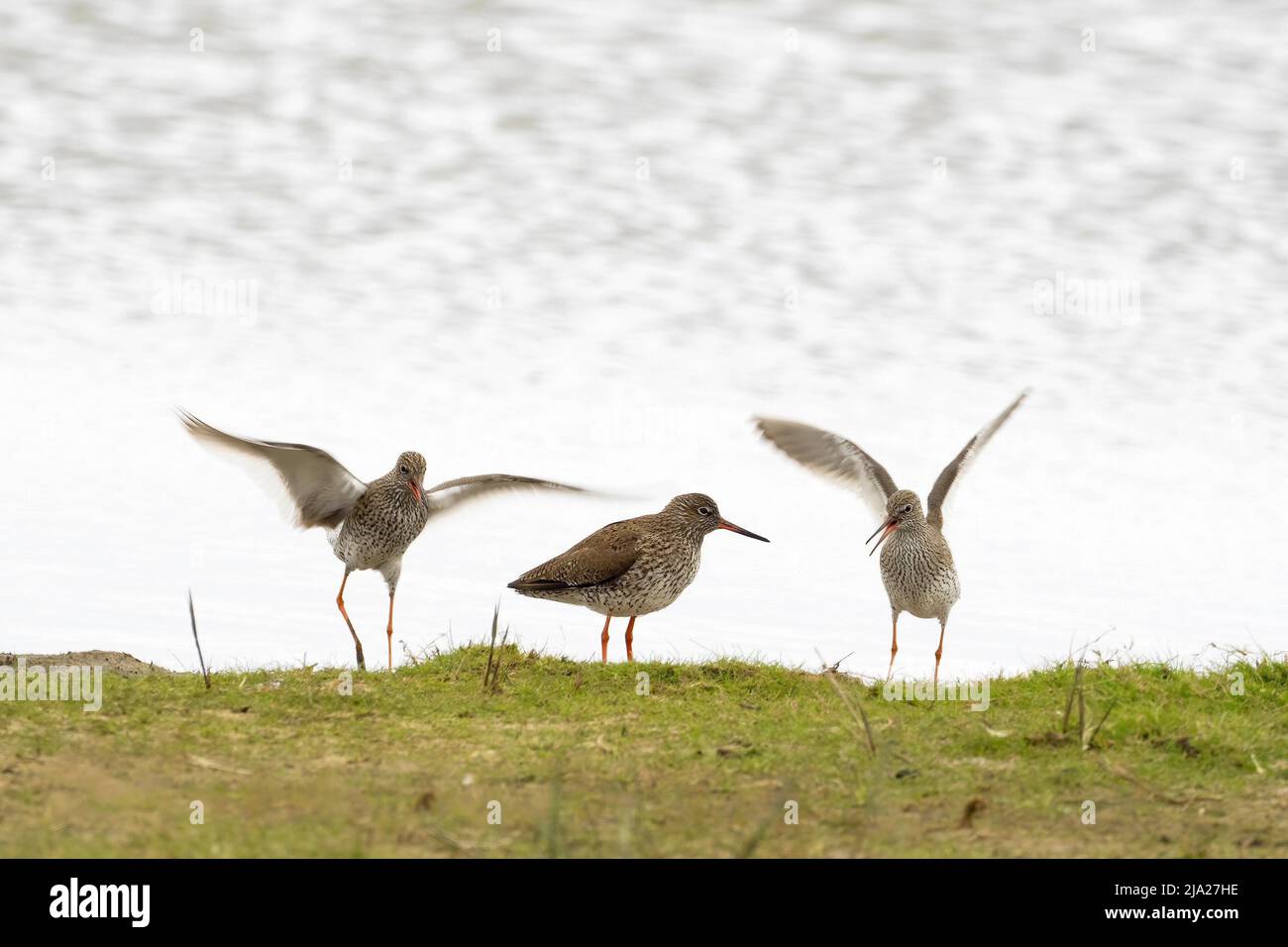 Redshank (Tringa totanus) during courtship, two males, one female ...