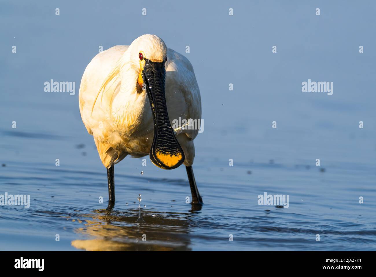 Spoonbill (Platalea leucorodia) with captured fish, Texel, Netherlands ...