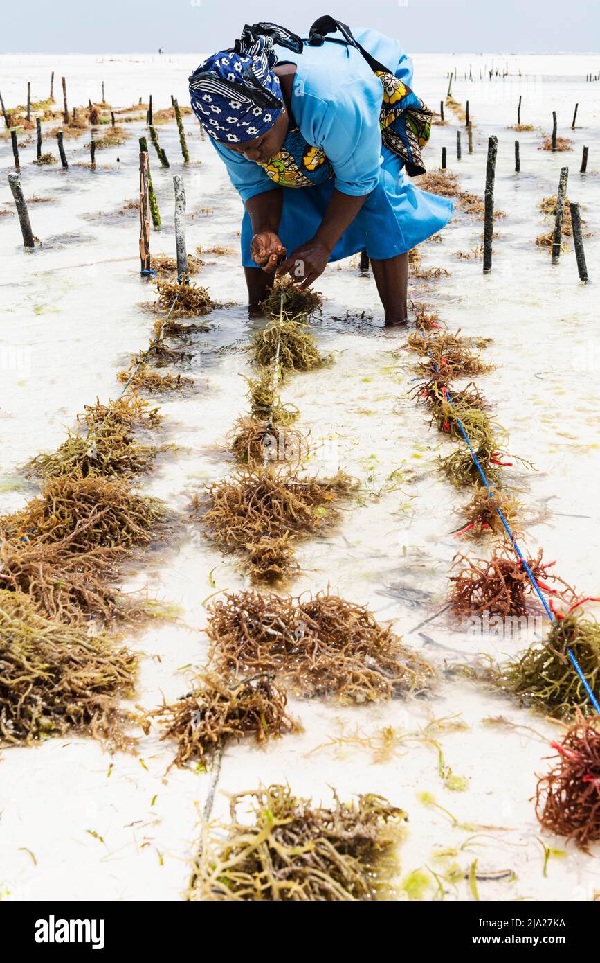 Woman harvesting red algae (Rhodophyta) plantation, Seaweed centre ...