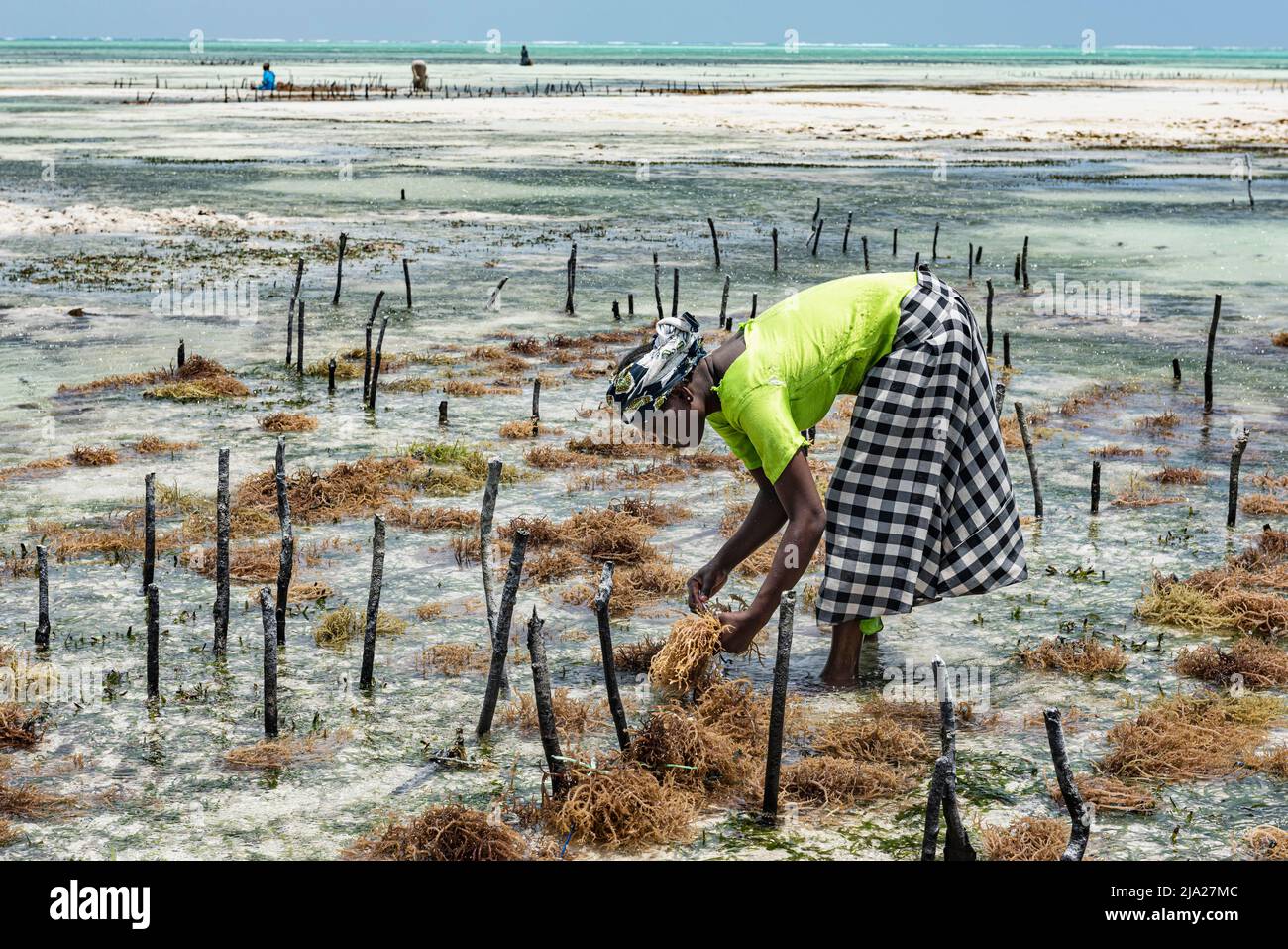 Red algae (Rhodophyta), farm in shallow water, woman harvesting red ...