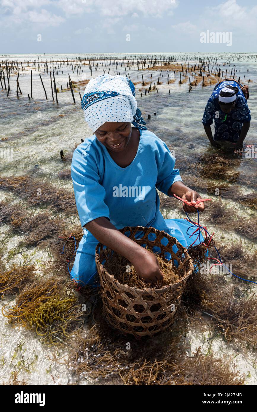 Women harvesting red algae (Rhodophyta) plantation in shallow water ...