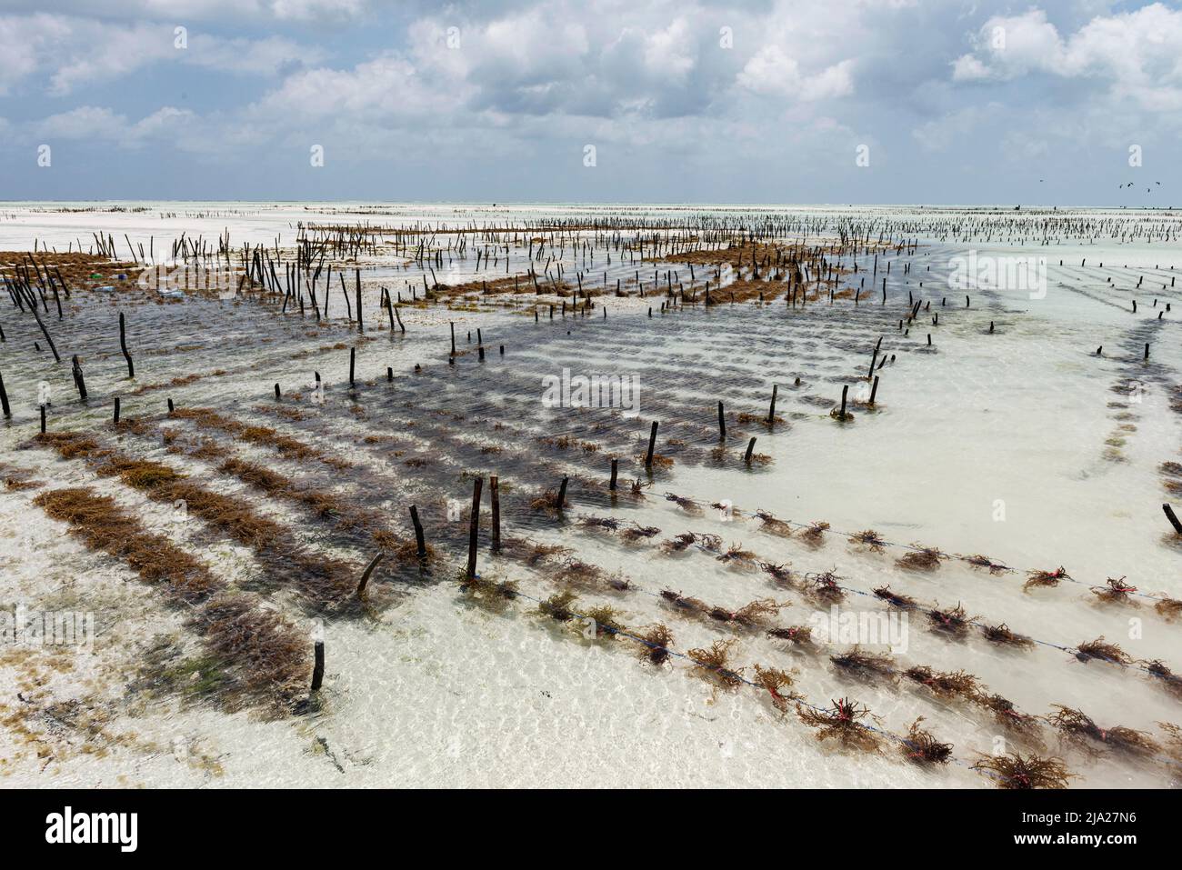 Red algae (Rhodophyta) plantation in shallow water, Paje, east coast ...