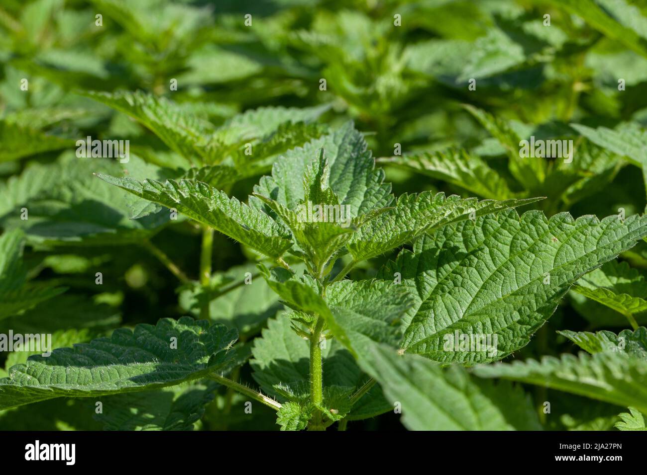 green nettle plants in the summer season, burning wild nettle green in ...