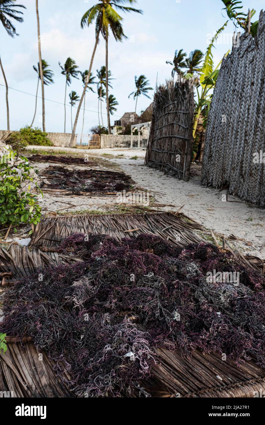 Red algae (Rhodophyta), Rhodophyceae, are laid out to dry, Jambiani ...