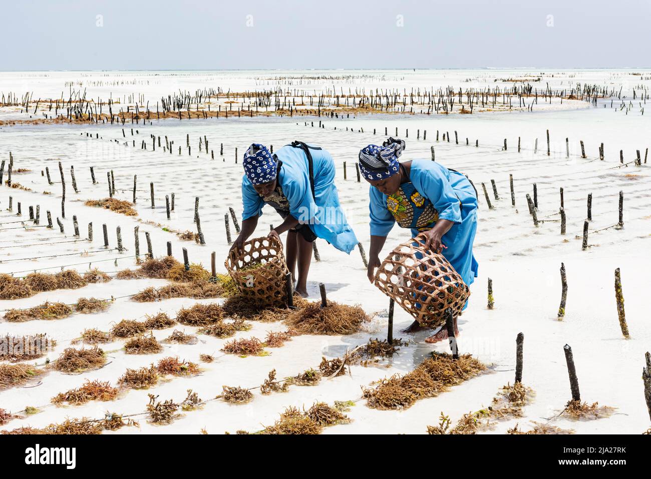 Women harvesting red algae (Rhodophyta) plantation, Seaweed centre ...