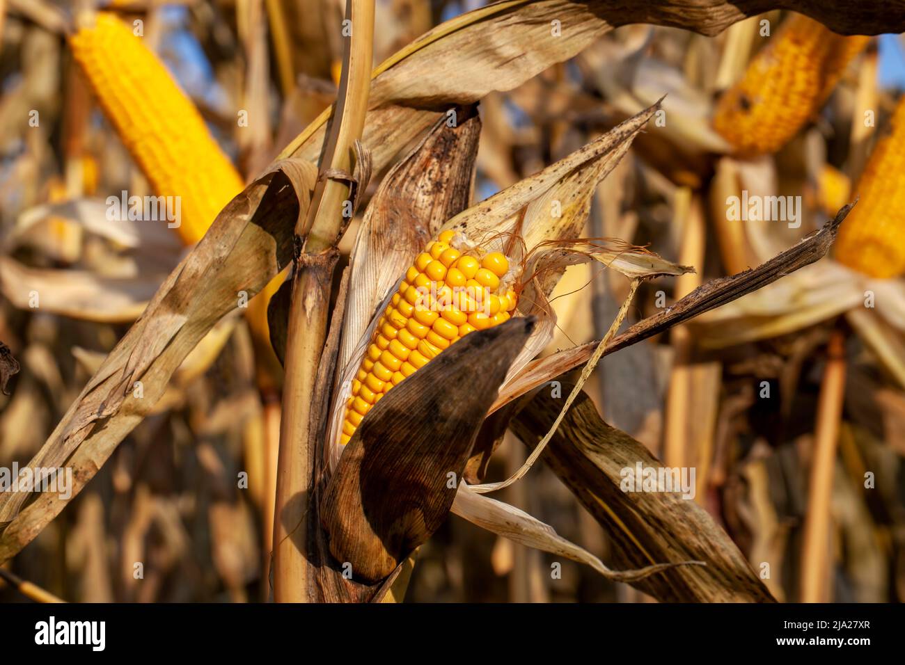 yellow ripe corn fruits in summer, corn cobs in mold and mushroom Stock ...