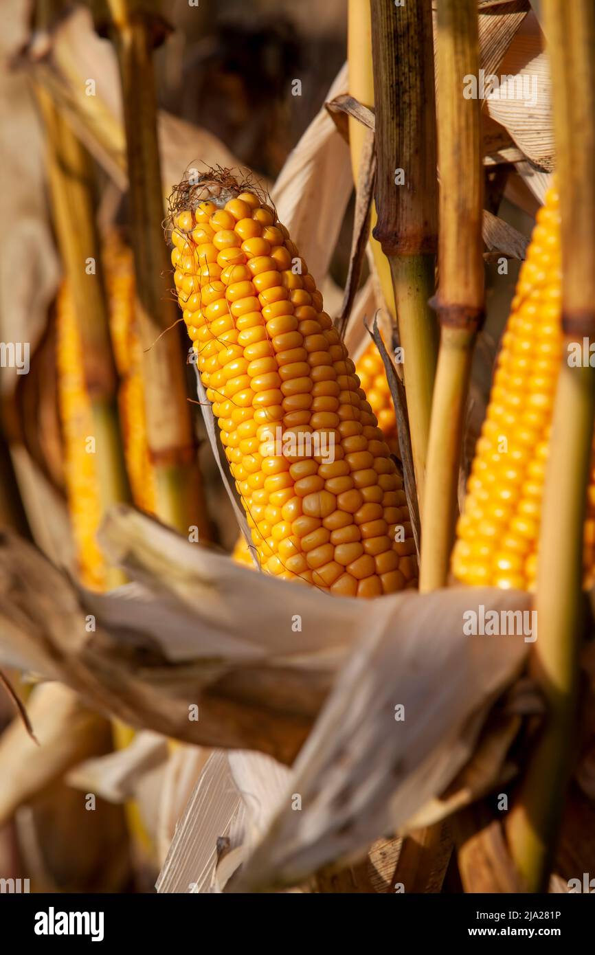 yellow ripe corn fruits in summer, corn cobs in mold and mushroom Stock ...