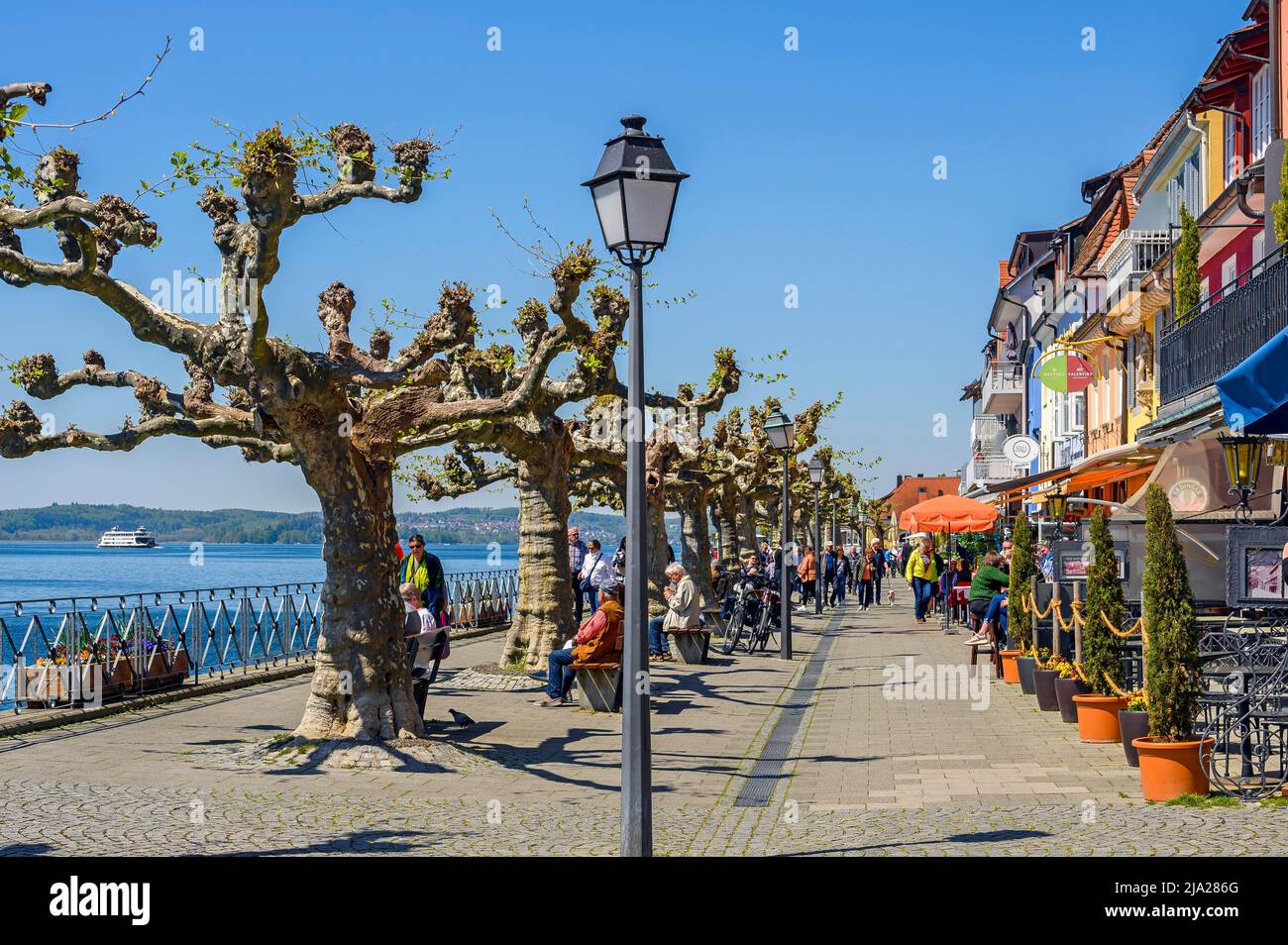 Promenade with pruned plane trees (Platanus), Meersburg, Lake Constance ...