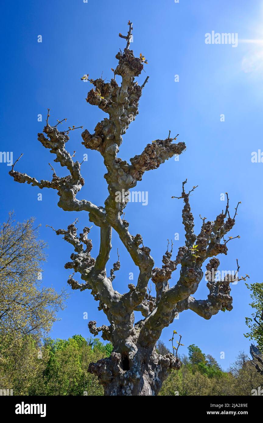 Pruned plane tree (Platanus) on the access road to Meersburg, Lake ...