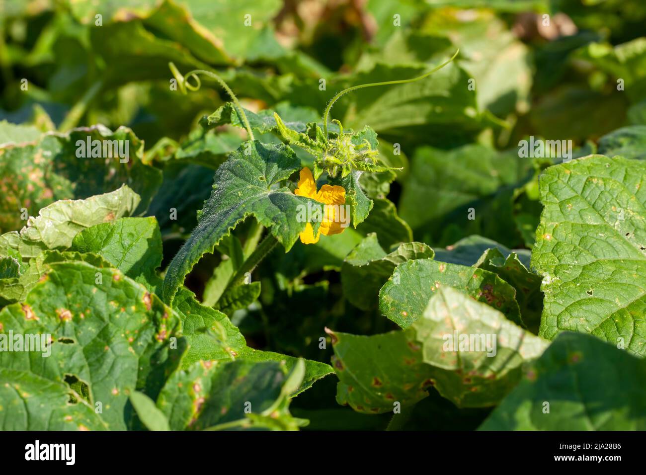 agricultural field where cucumbers are grown, green cucumber plants in ...