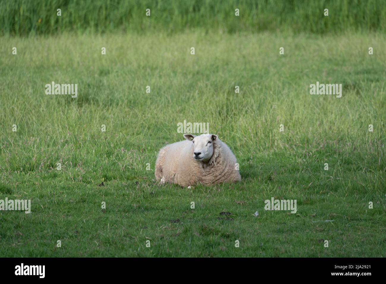Single sheep, Netherlands Stock Photo - Alamy