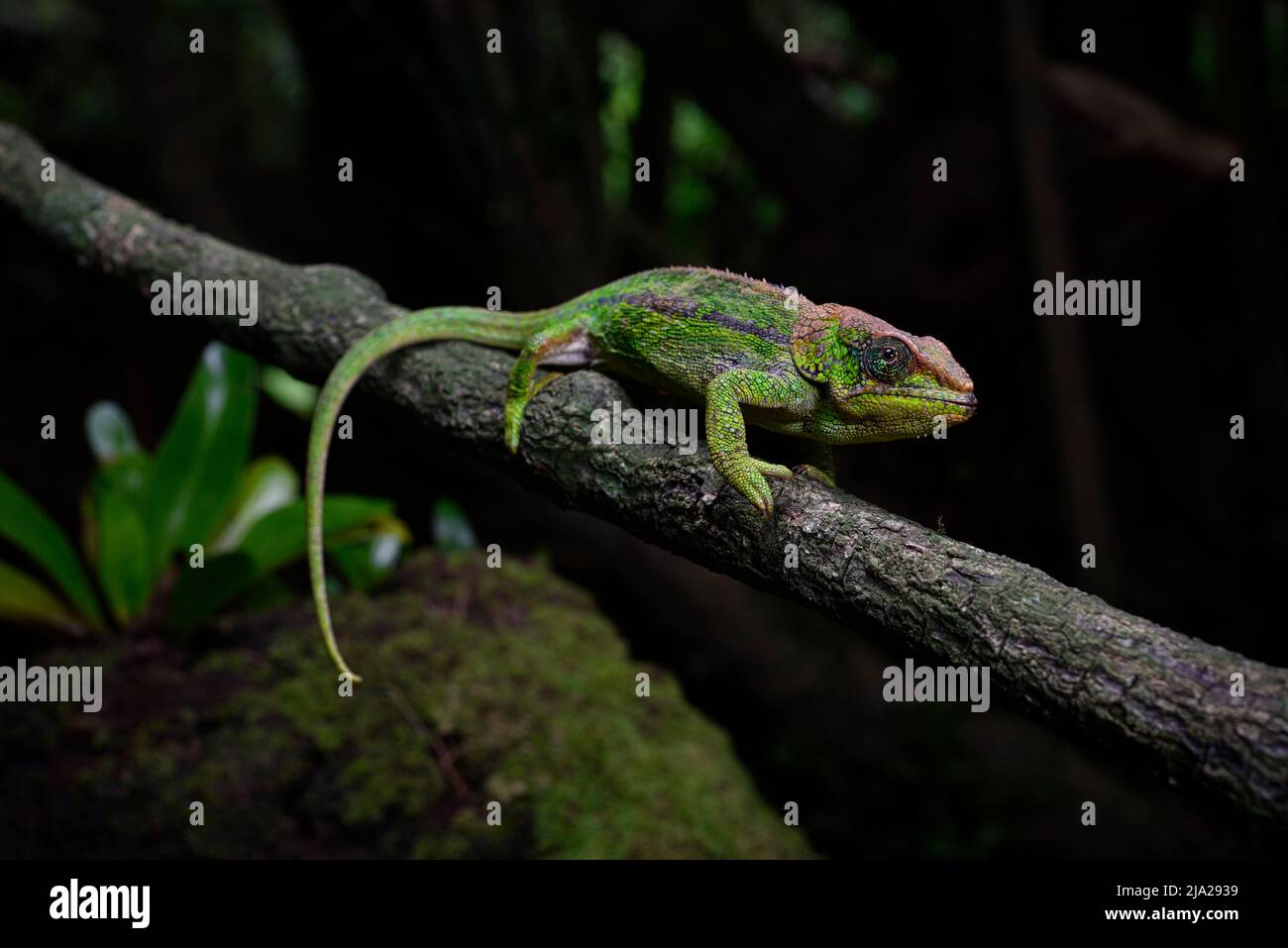 Elephant-eared chameleon female of the amber chamaeleon (Calumma amber ...
