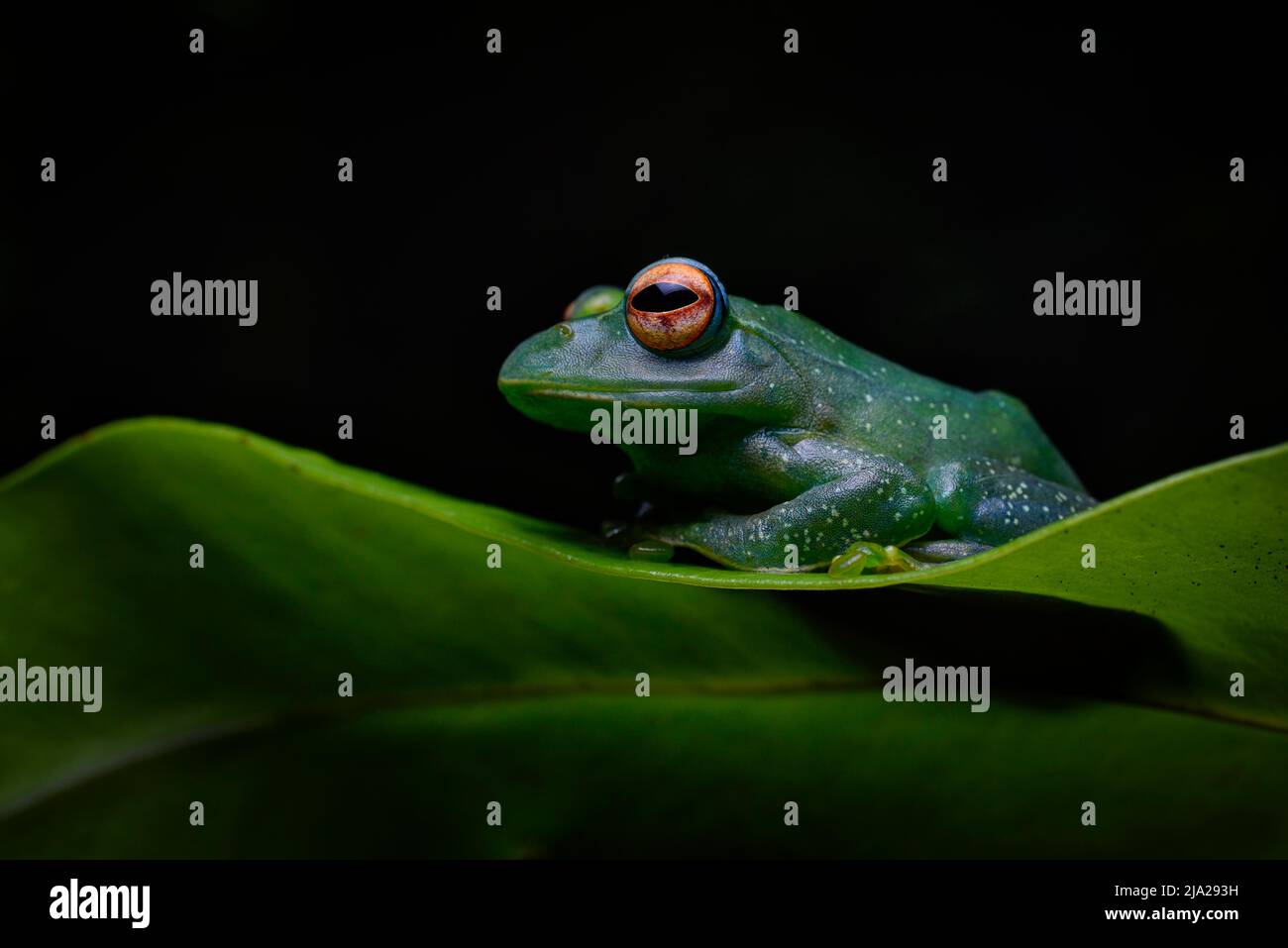 Tree climbing frog of the genus (Boophis septemtrionales) in the ...