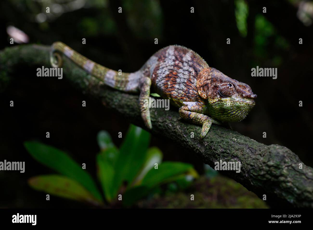 Elephant-eared chameleon male of the species (Calumma amber) in the ...