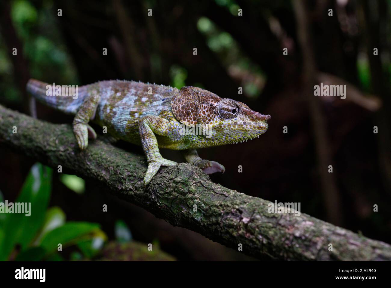 Elephant-eared chameleon male of the species (Calumma amber) in the ...