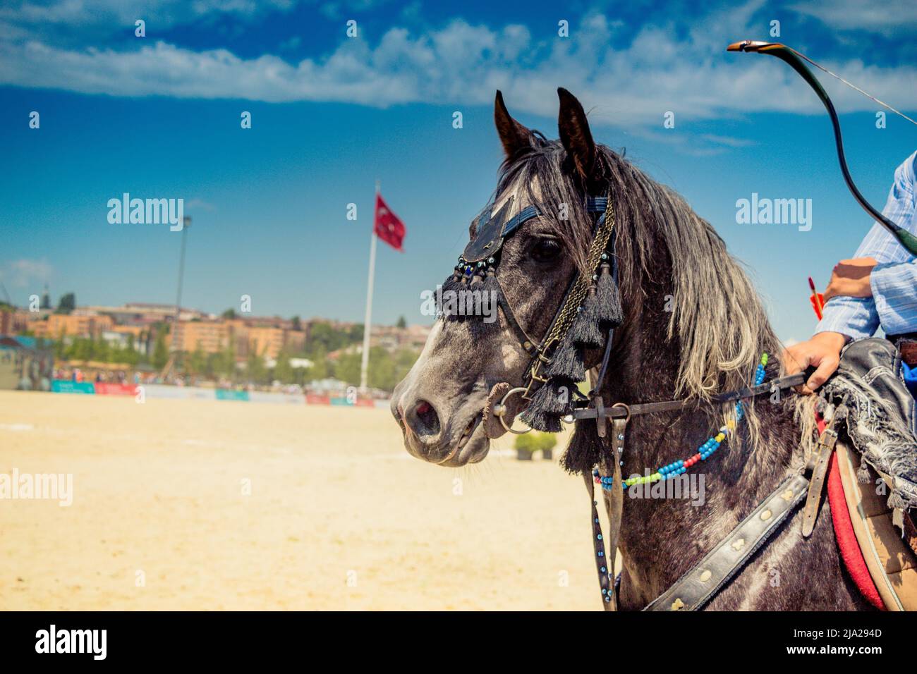 Portrait of a horse head with long mane and partial harness Stock Photo ...