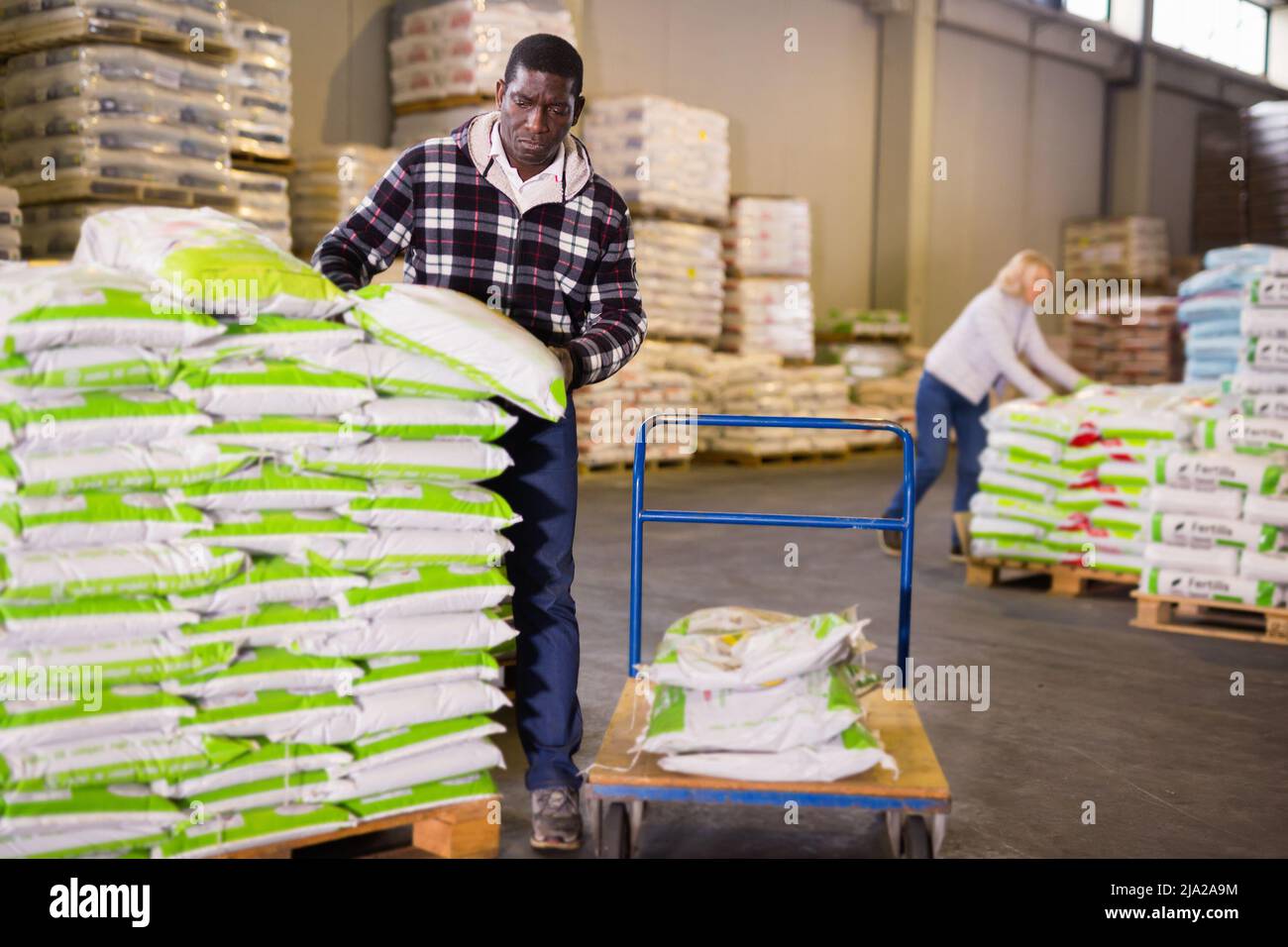 Confident African American warehouse worker loading sacks on trolley ...