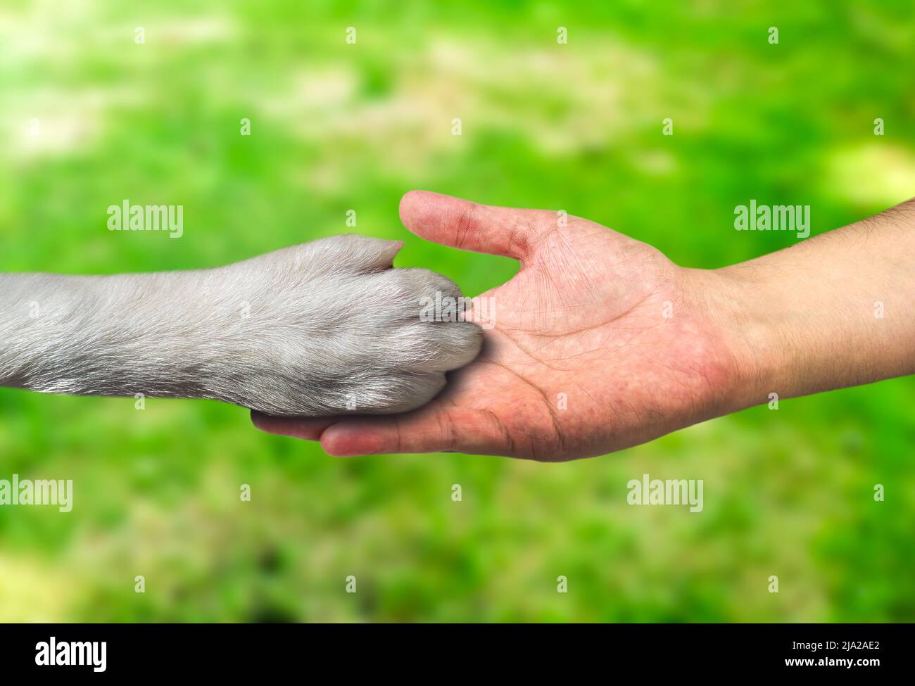 Human and the animal connection. The concept of trust and friendship ...