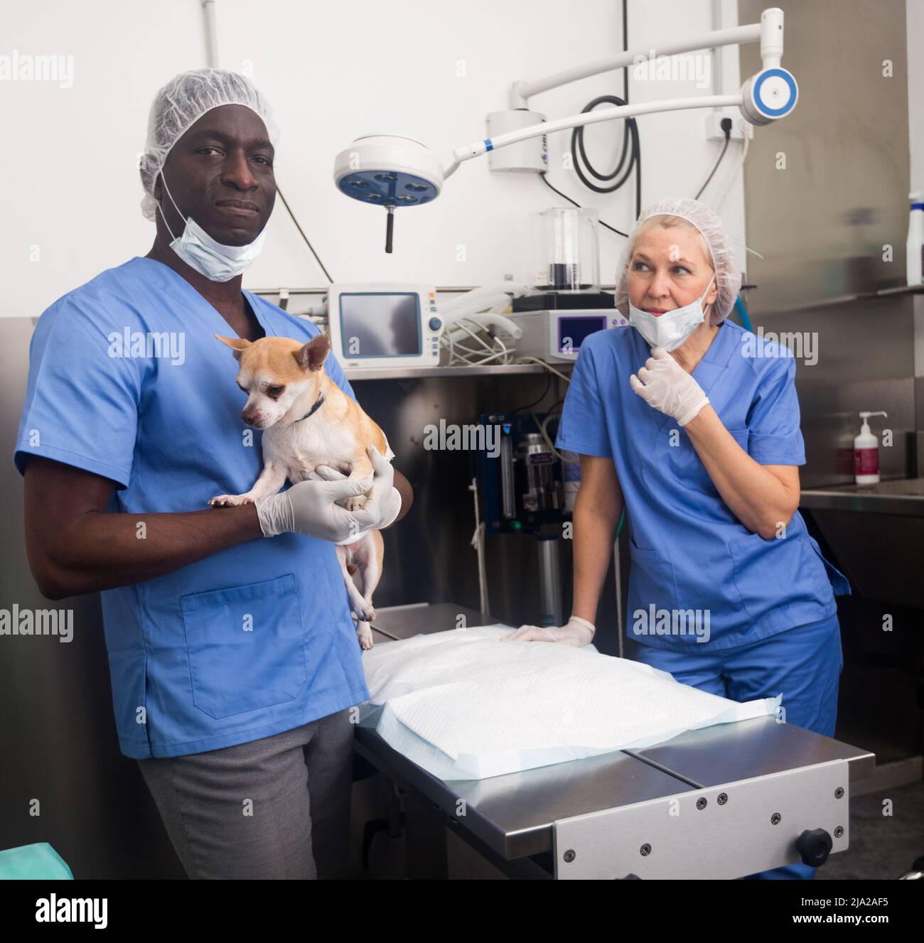 Vetinary procedure hi-res stock photography and images - Alamy