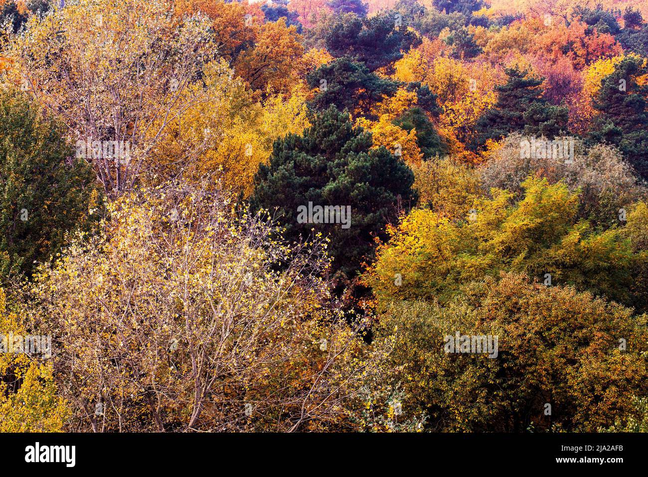 deciduous trees with colorful yellow orange foliage in the autumn ...