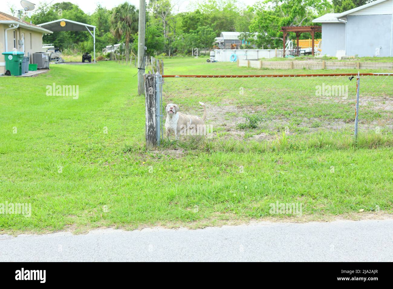Dog barking inside of fenced yard by the house in rural town in central ...